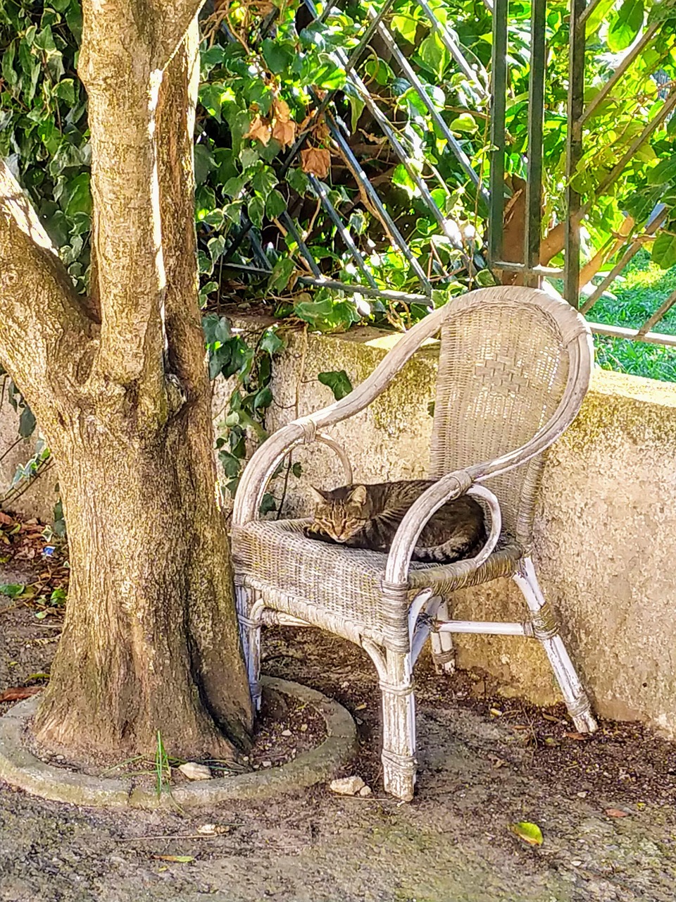 Cat Relax Chair On - Free photo on Pixabay - Pixabay