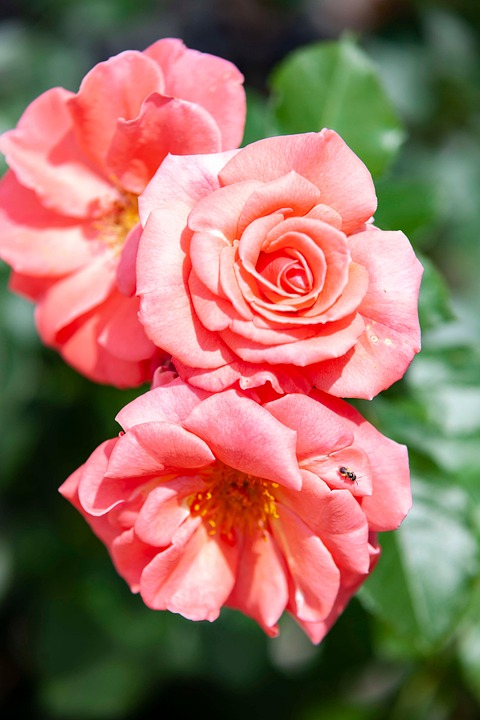 Roses Flowers Petals Rose - Free photo on Pixabay - Pixabay