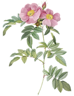 80+ Free Prairie & Nature Illustrations - Pixabay