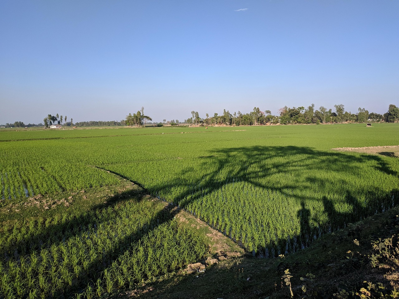 Village Fields Paddy - Free photo on Pixabay - Pixabay