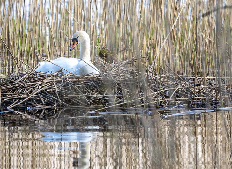 Swan Bank Lake - Free photo on Pixabay - Pixabay