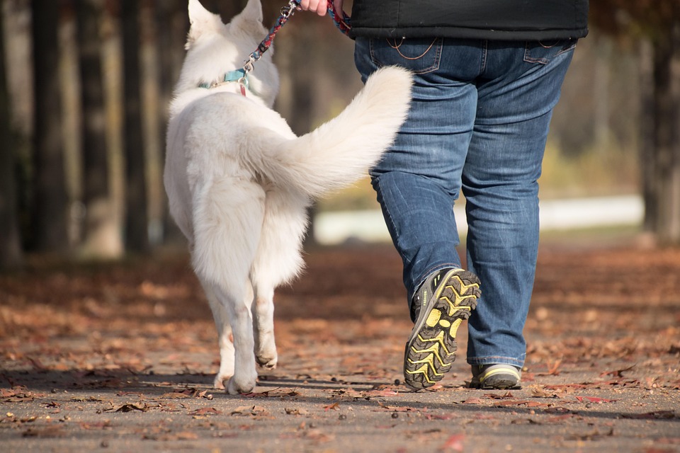 Dog Owner Pet - Free photo on Pixabay - Pixabay
