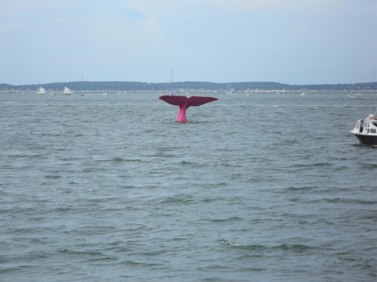 Whale Rose Sea - Free photo on Pixabay - Pixabay