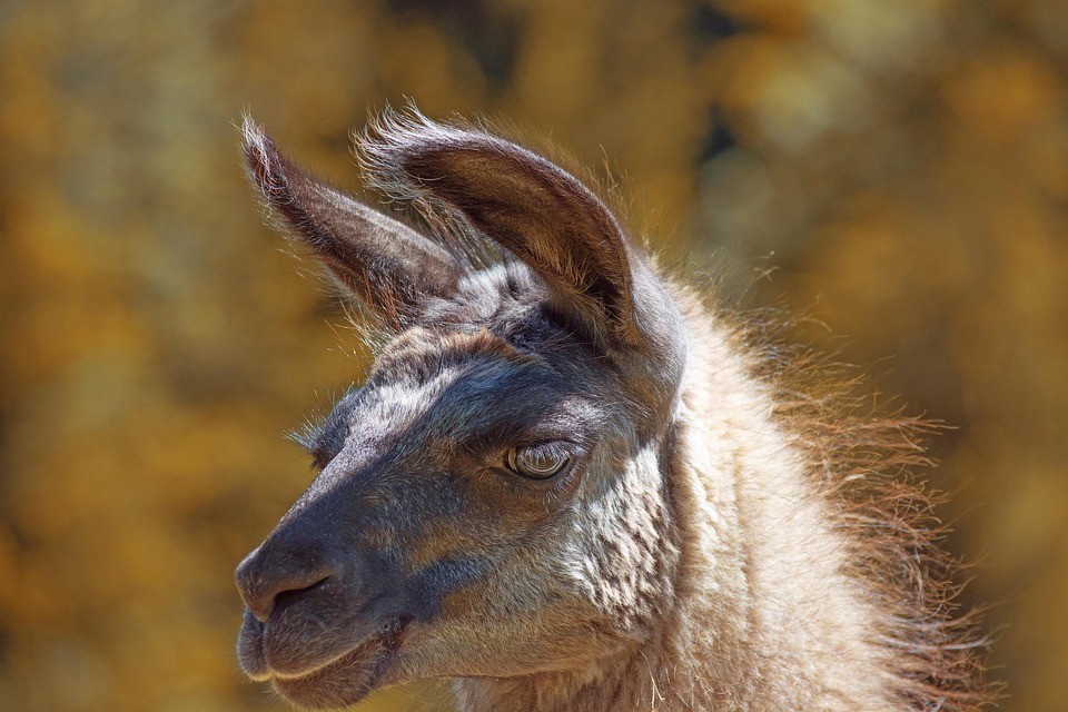 Llama Animal Livestock - Free photo on Pixabay - Pixabay