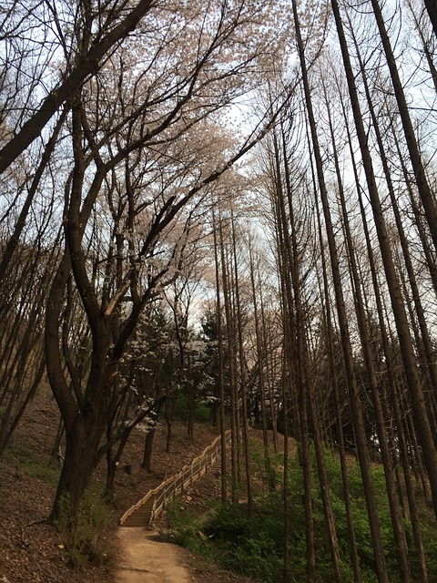 Bosque Árbol Flor De Cerezo - Foto gratis en Pixabay - Pixabay