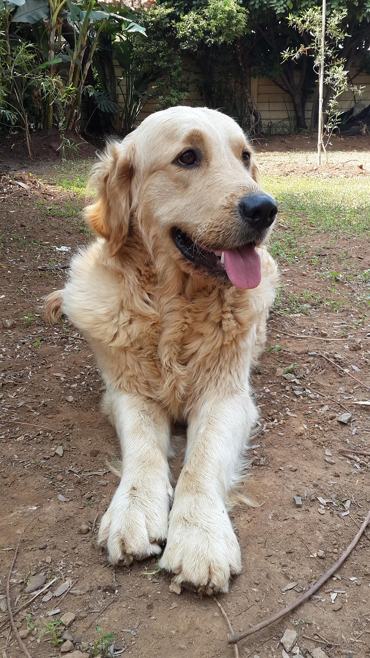 Cachorro Retriever Dourado Animal - Foto gratuita no Pixabay - Pixabay