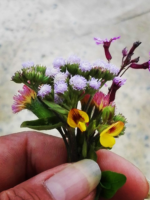 Miniatur Bunga Alam Tangan - Foto gratis di Pixabay