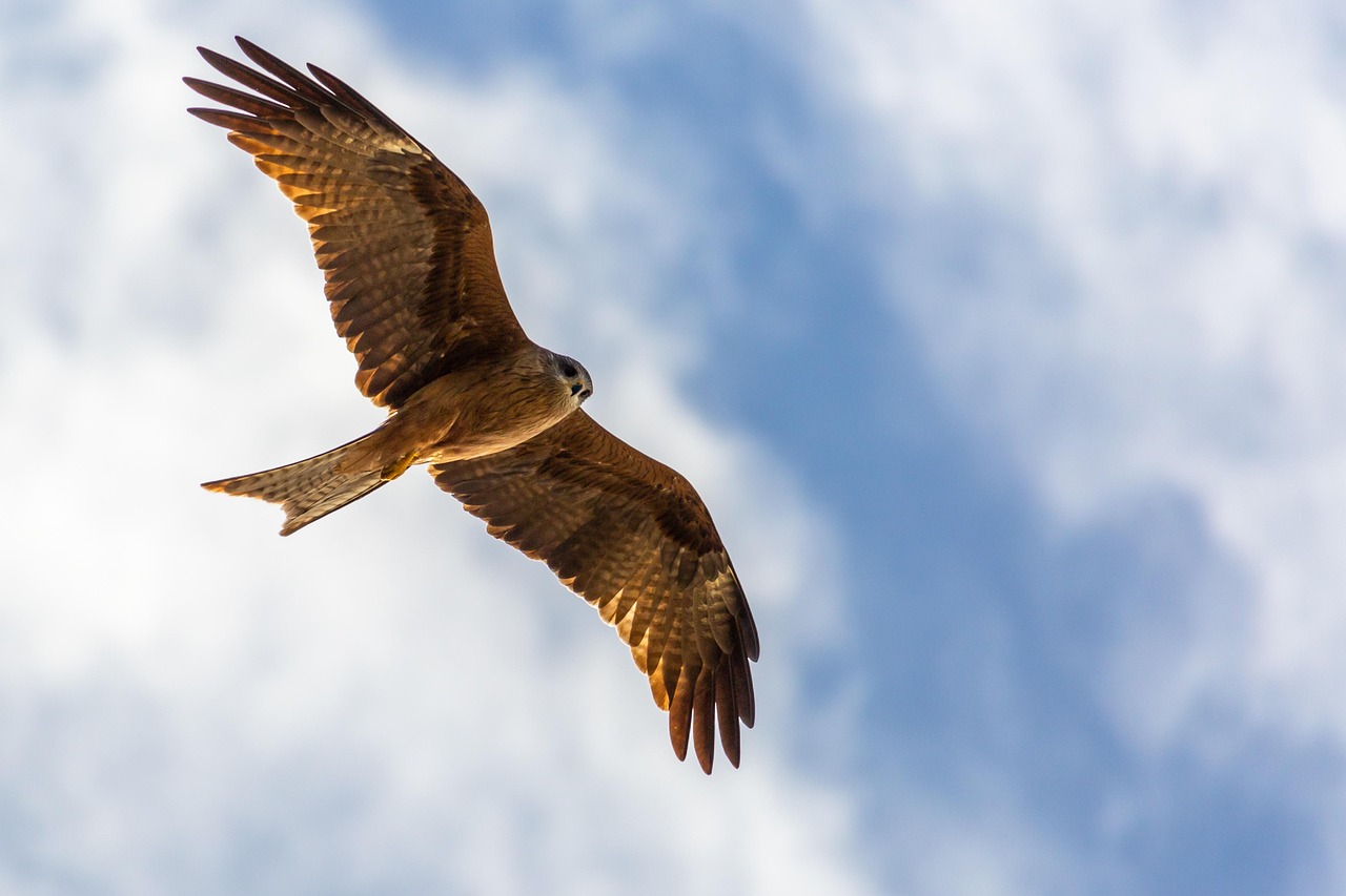 Bird Flight Wings - Free photo on Pixabay - Pixabay