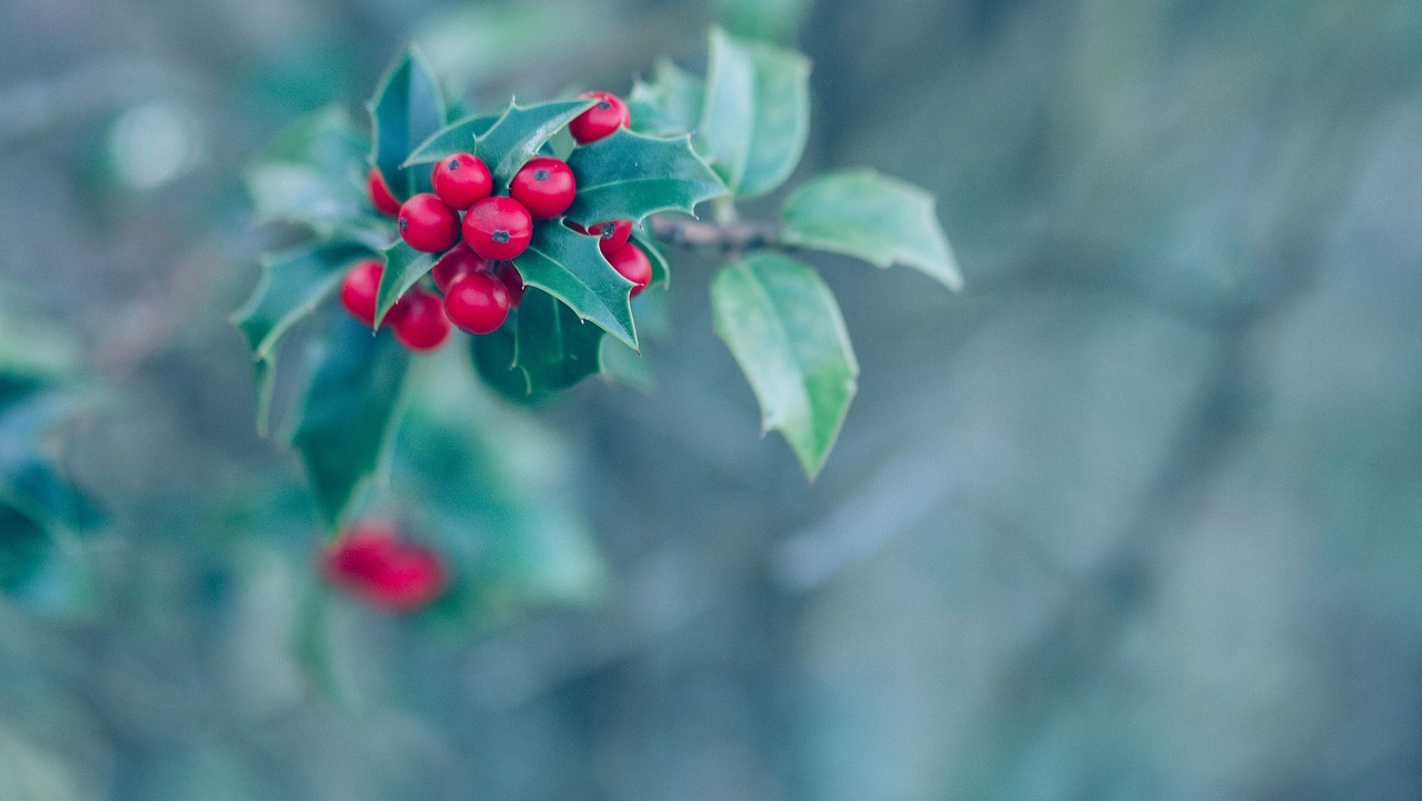 100,000+ Free Holly Leaf & Leaf Photos - Pixabay