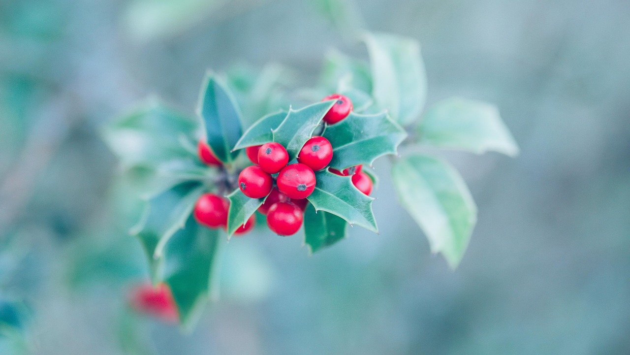20,000+ Free Holly Christmas & Holly Photos - Pixabay