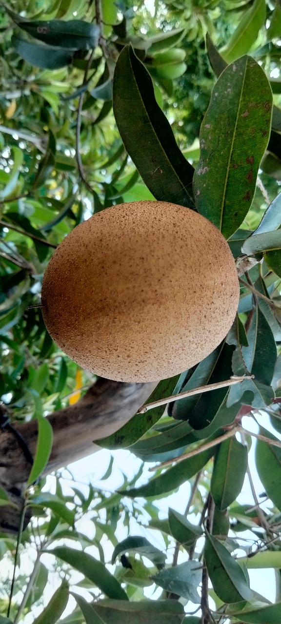 Buah Sawo Alam - Kostenloses Foto auf Pixabay - Pixabay