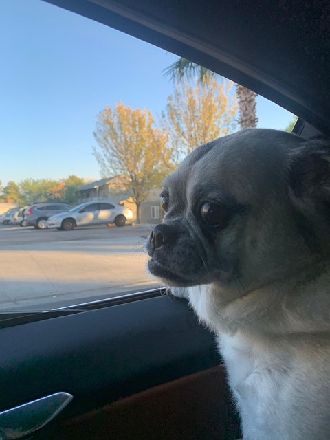 Pug Car Drive - Free photo on Pixabay - Pixabay
