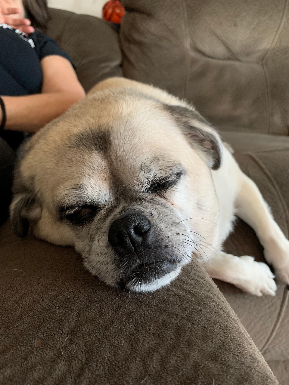 Sleeping Dog Sleep - Free photo on Pixabay - Pixabay