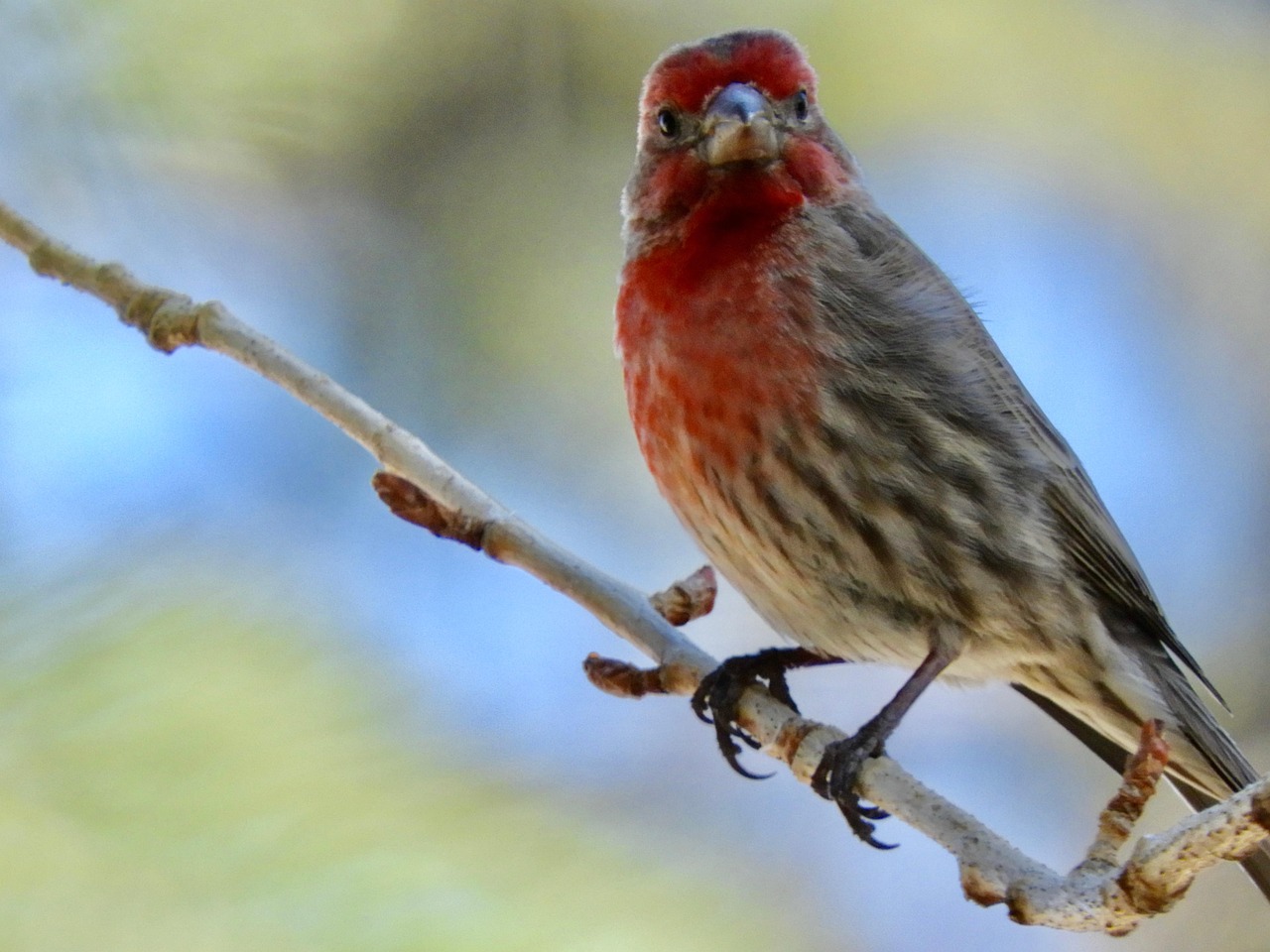 House Finch Red Male - Free photo on Pixabay - Pixabay