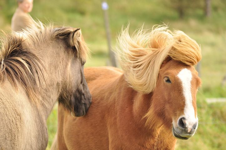 70+ kostenlose Islandpferd und Islandpony-Bilder - Pixabay