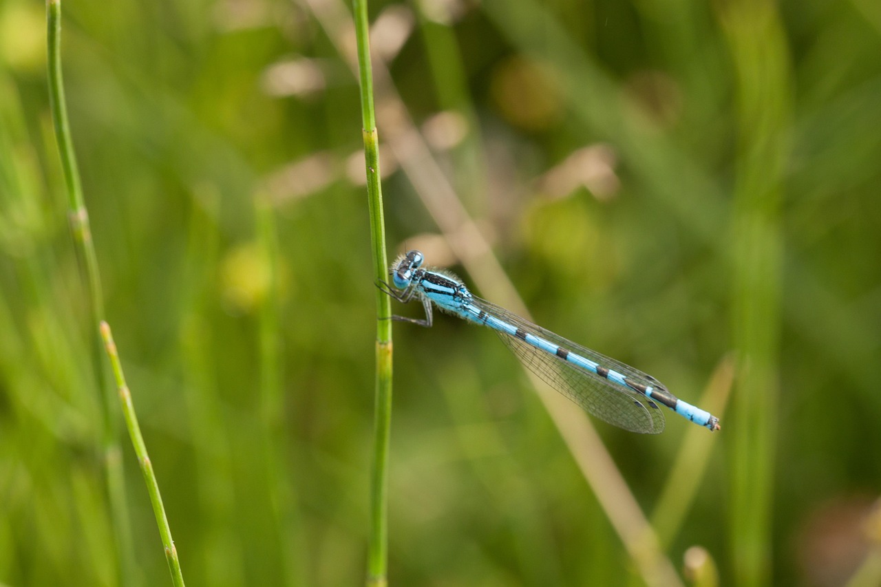 Libelle Insekt Tier - Kostenloses Foto auf Pixabay - Pixabay
