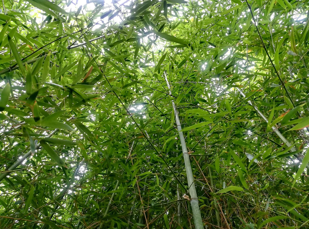 Bambu Folhas Verde - Foto gratuita no Pixabay - Pixabay
