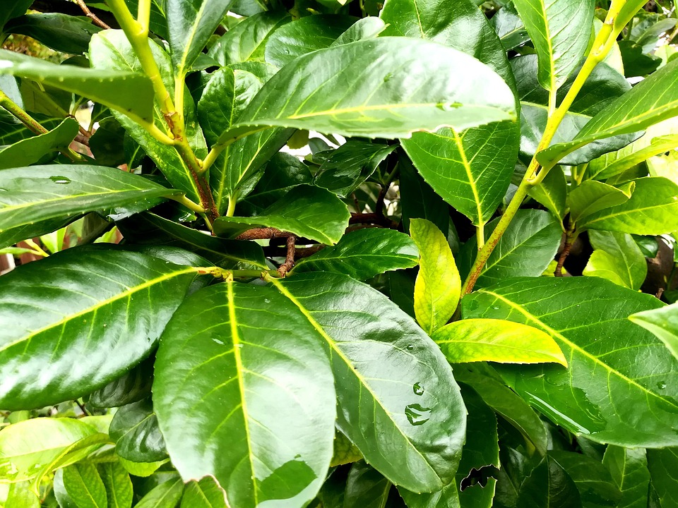 Laurel Green Leaves - Free photo on Pixabay