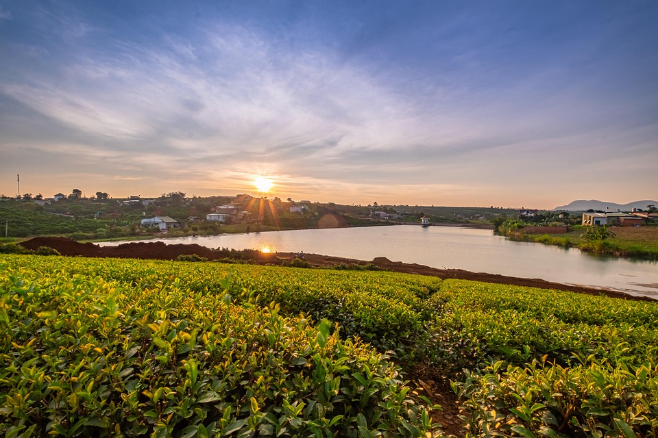 茶叶 农场 日落 - Pixabay上的免费照片 - Pixabay