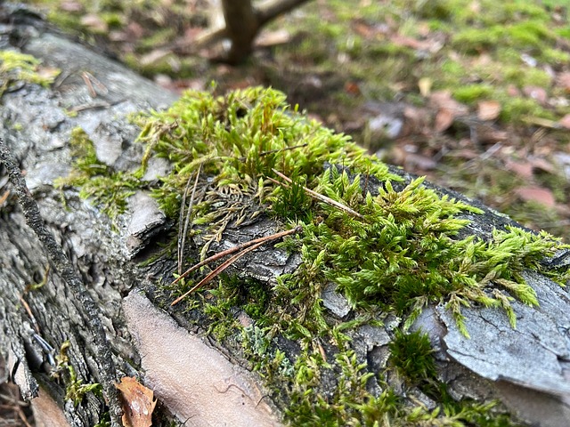 Musgo Floresta - Foto gratuita no Pixabay - Pixabay