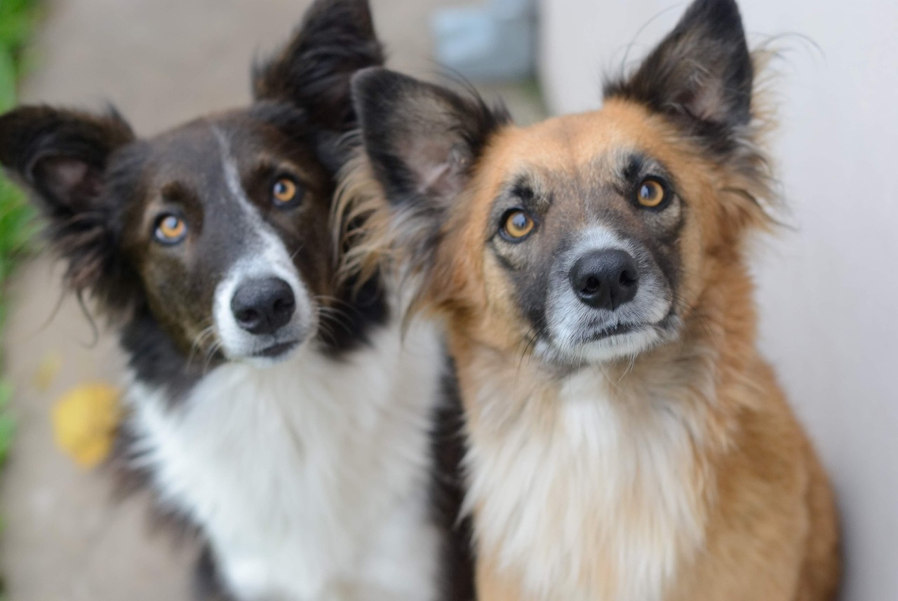 Dogs Girls Pet - Free photo on Pixabay