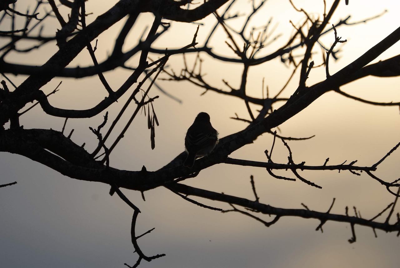 Oiseau Le Coucher Du Soleil Arbre - Photo gratuite sur Pixabay - Pixabay