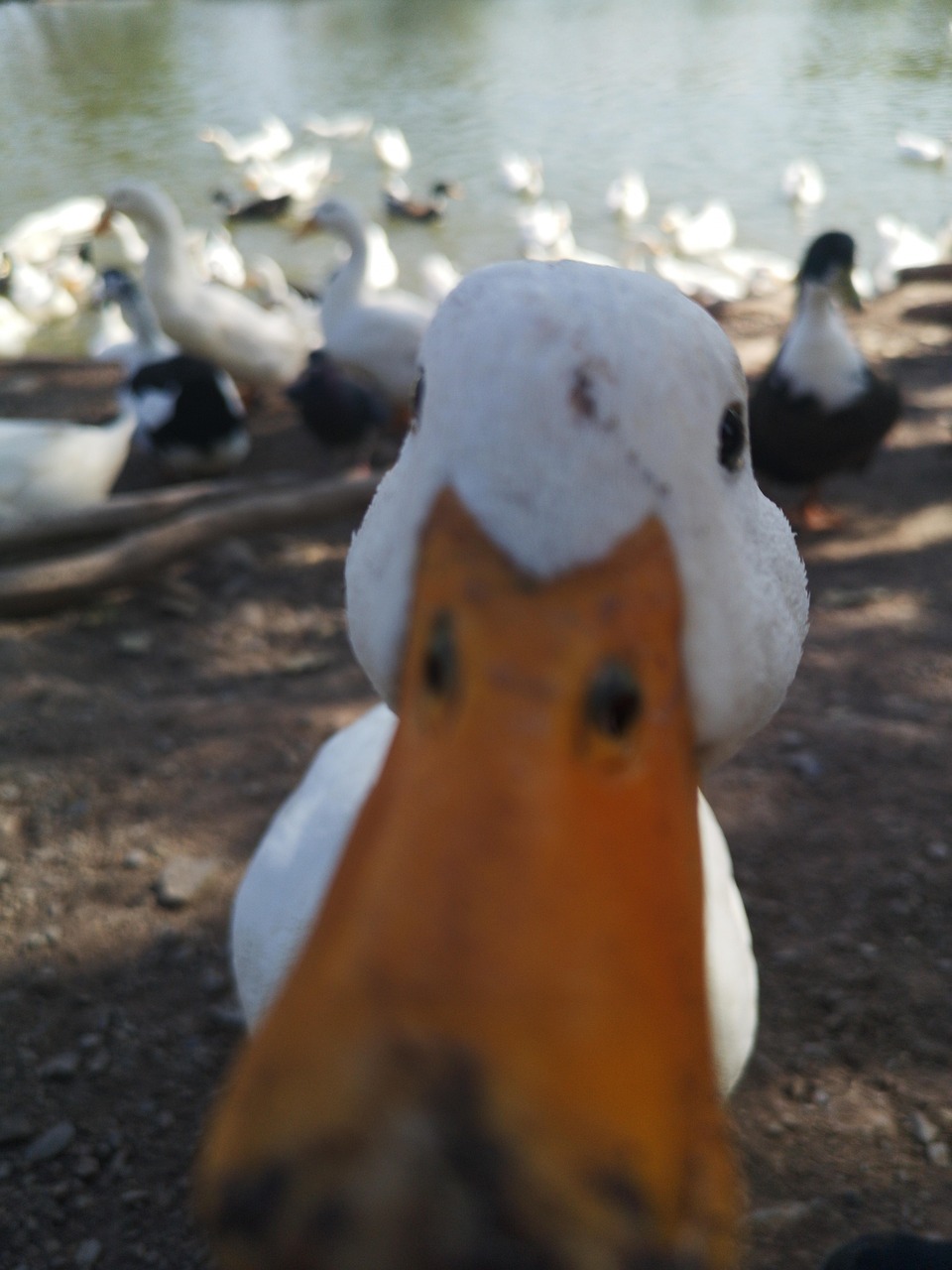 Duck Bird Nature - Free photo on Pixabay - Pixabay