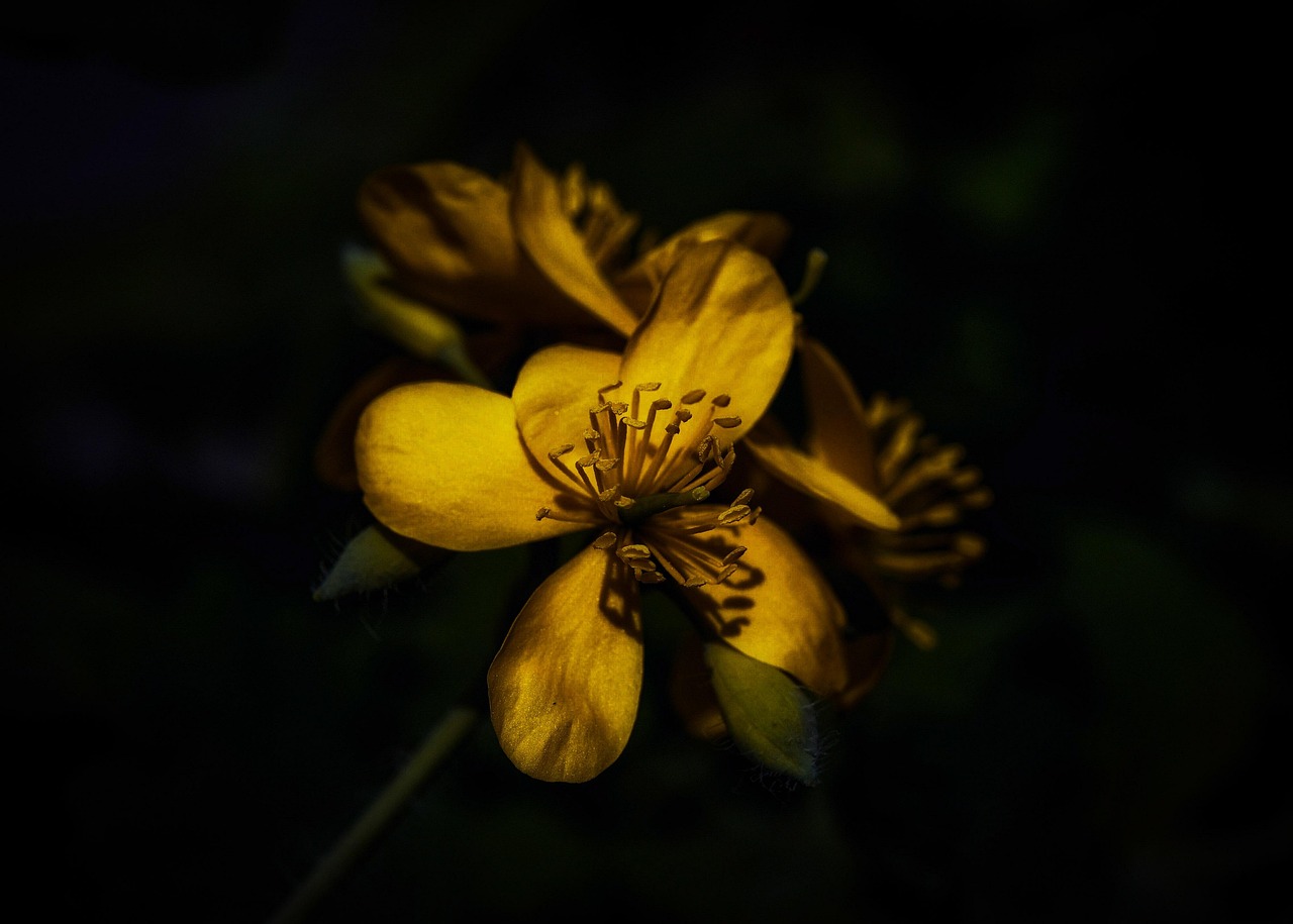 Yellow Mai Flower Dark - Free photo on Pixabay - Pixabay