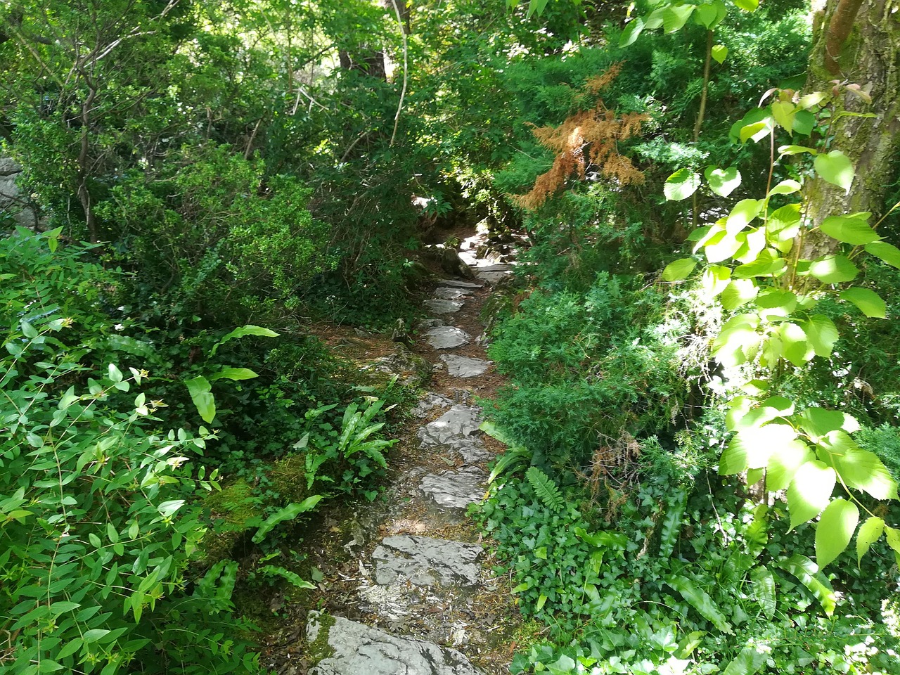 Weg Grün Pfad - Kostenloses Foto auf Pixabay - Pixabay