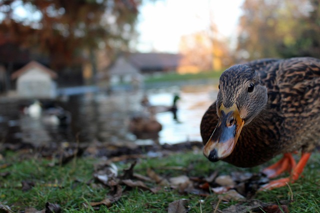 Pato Pico Animal - Foto gratis en Pixabay - Pixabay