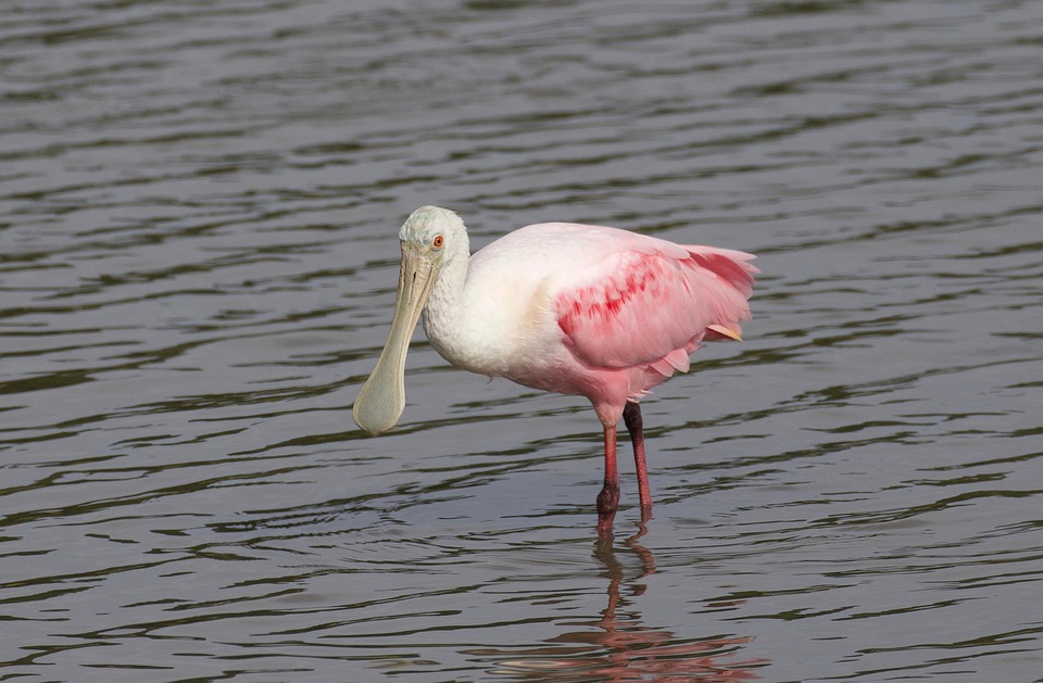 Roseate Spoonbill Bird Lake - Free photo on Pixabay - Pixabay