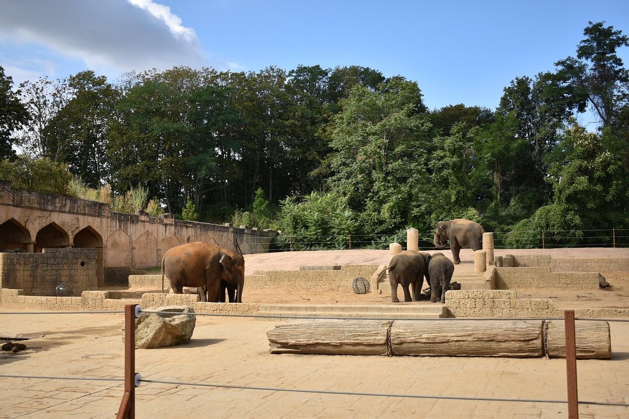 Elephants Animals Zoo - Free photo on Pixabay - Pixabay