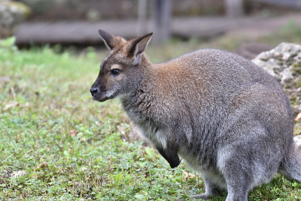 Wallaby Marsupial Mammifère - Photo gratuite sur Pixabay - Pixabay