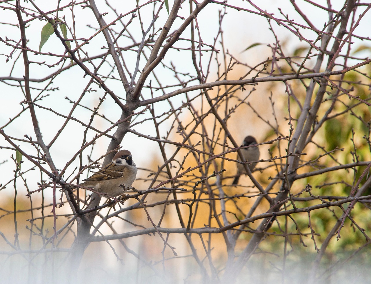 Moineau Moineaux Branches - Photo gratuite sur Pixabay - Pixabay
