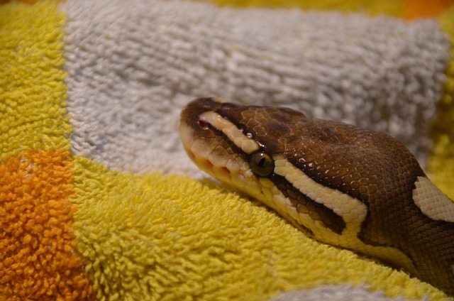 Python Schlange - Kostenloses Foto auf Pixabay - Pixabay