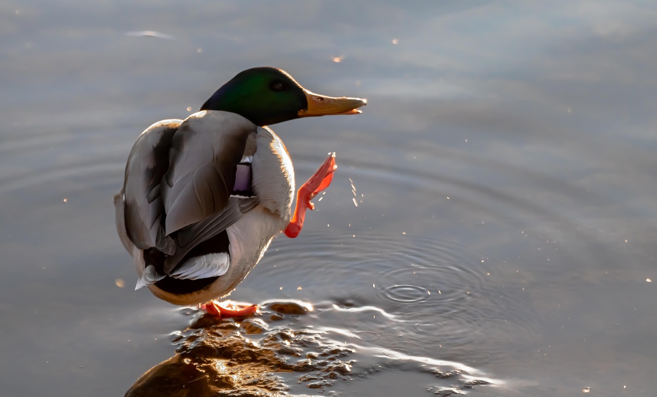 Duck Water Bird - Free photo on Pixabay