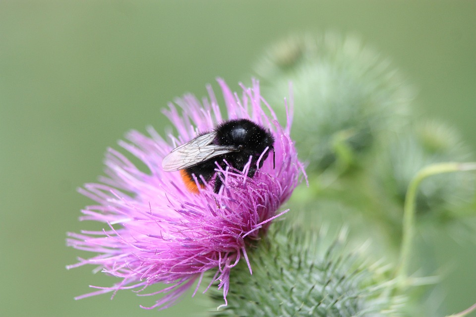 Wiesenhummel Hummel Insekt - Kostenloses Foto auf Pixabay - Pixabay