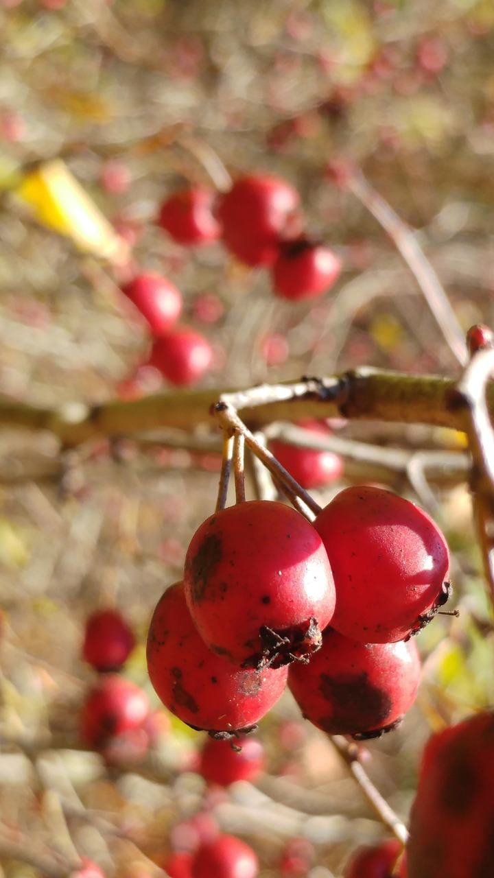 Fruits Rouges Bourbier Forêt - Photo gratuite sur Pixabay - Pixabay