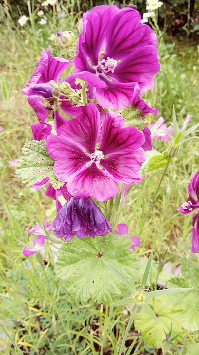 Bunga Tanaman Mallow - Foto gratis di Pixabay - Pixabay