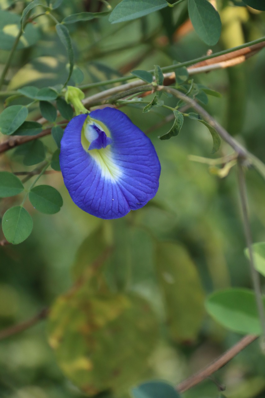 Blume Fotografie Natur - Kostenloses Foto auf Pixabay - Pixabay