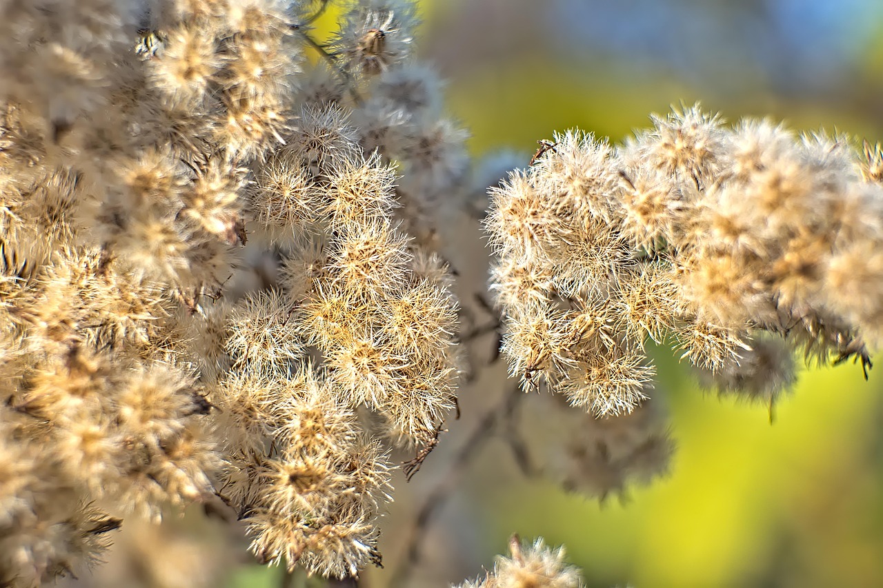 Goldenrod Flowers Seed Head - Free photo on Pixabay - Pixabay