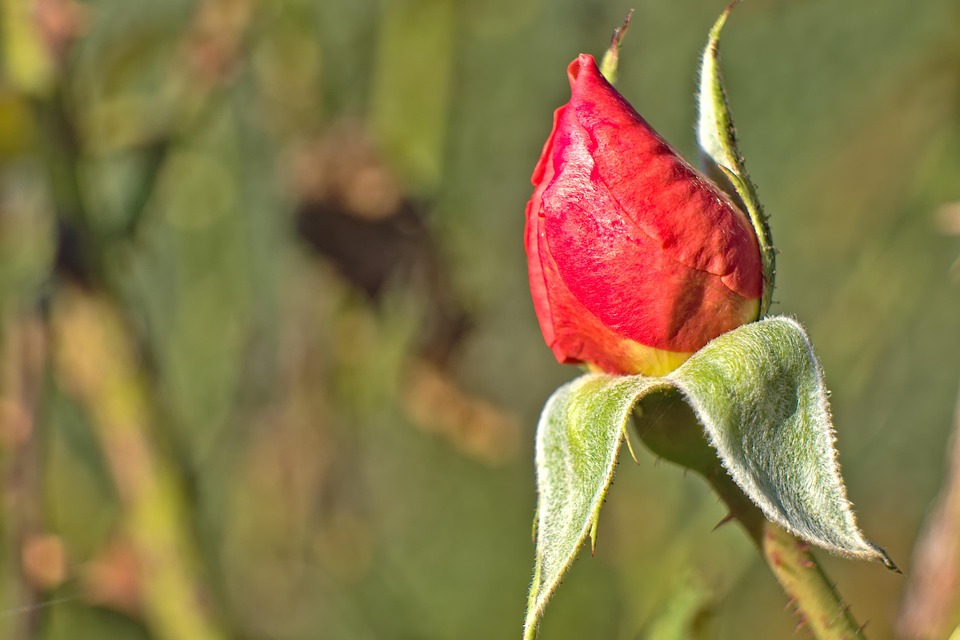 Rose Knospe Blume - Kostenloses Foto auf Pixabay - Pixabay
