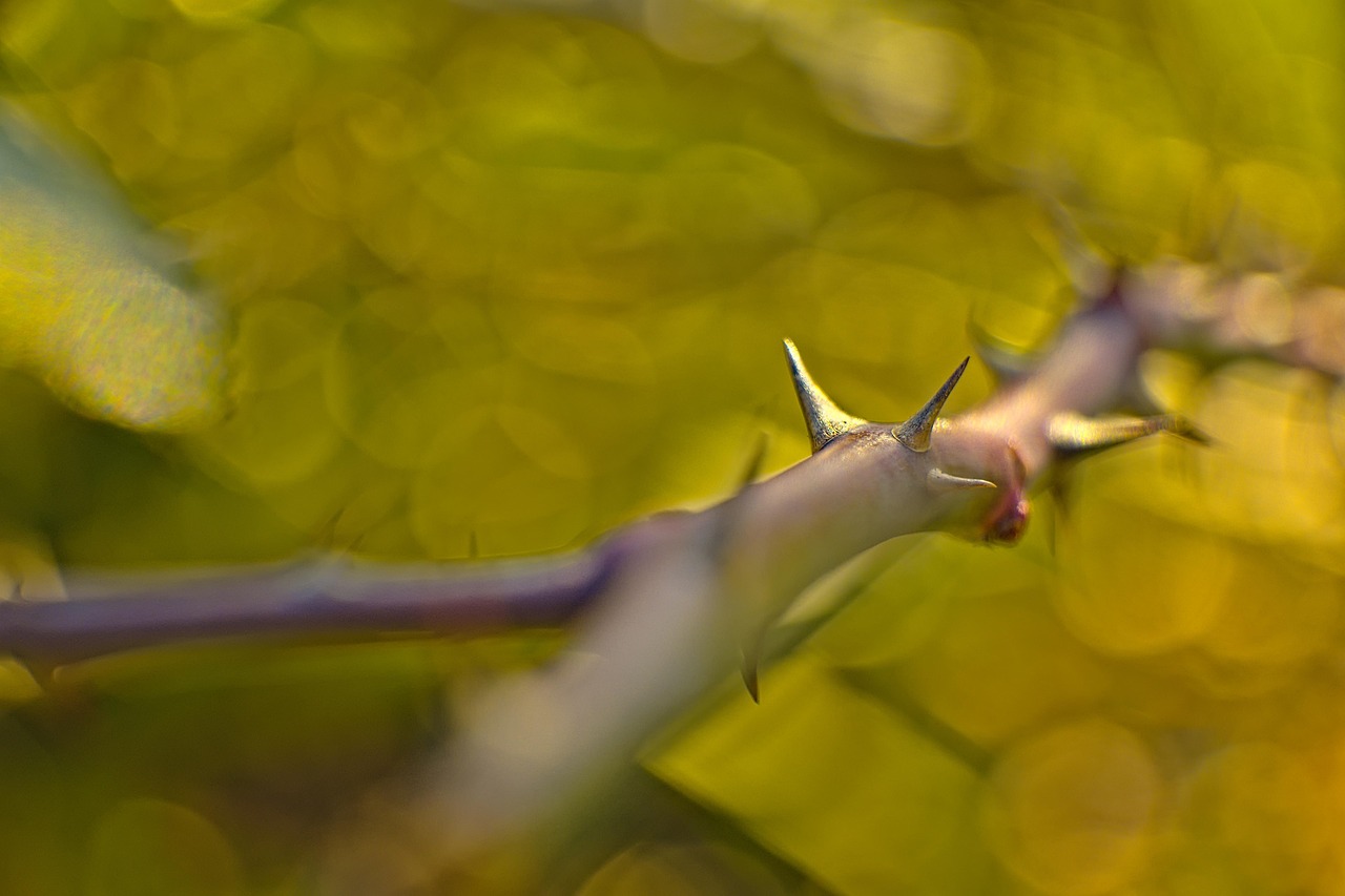 Spikes Thorn Flower - Free photo on Pixabay