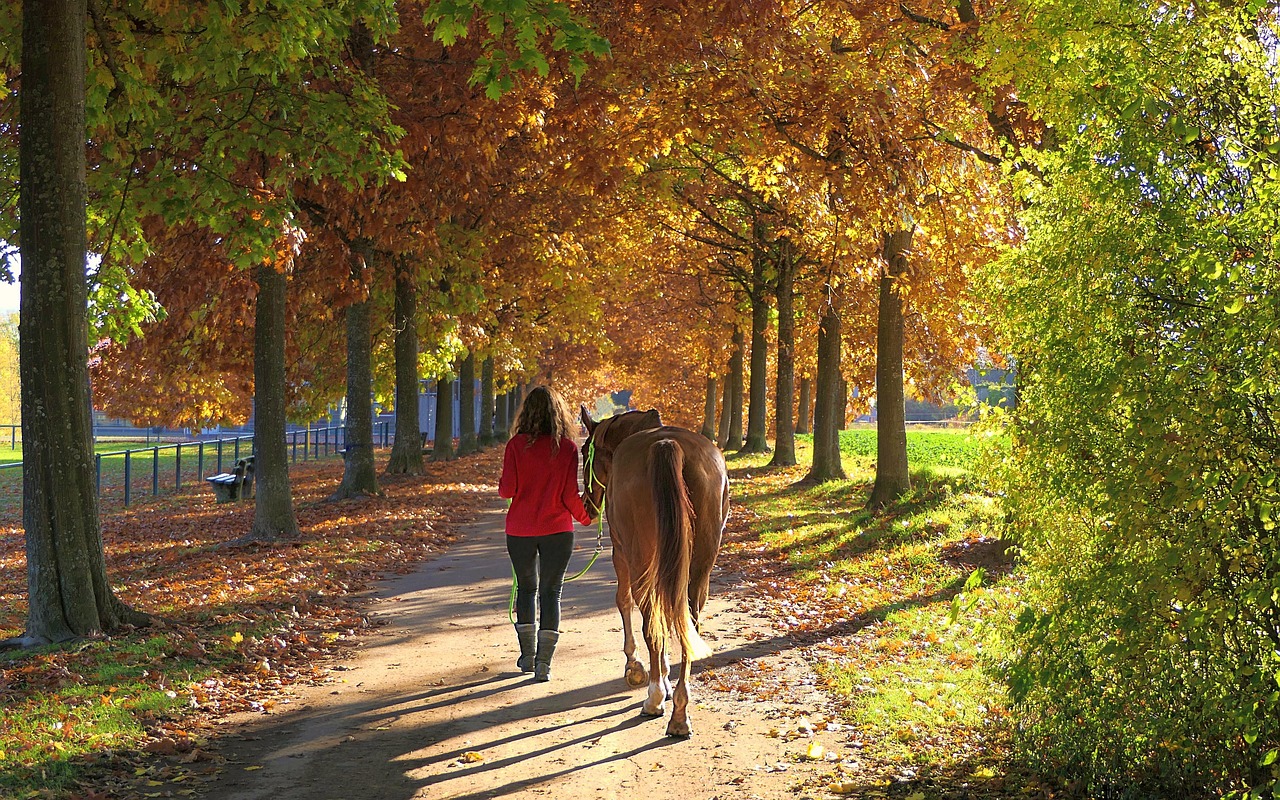 Horse Young Lady Friendship - Free photo on Pixabay
