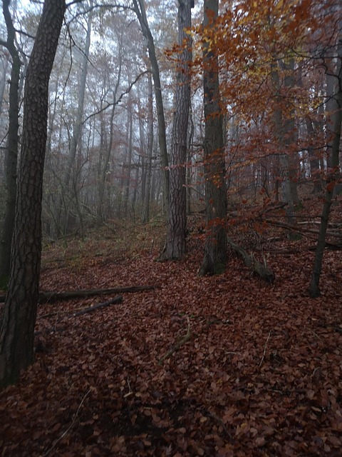 The Autumn Mist Jaw Nature - Free photo on Pixabay - Pixabay