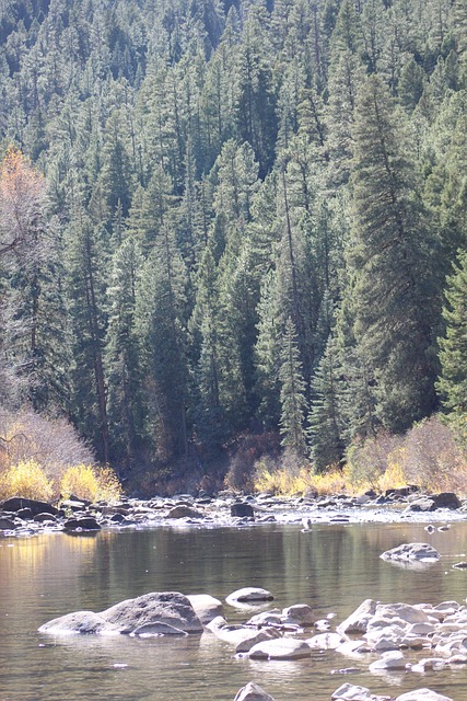 River Evergreen Mountain - Free photo on Pixabay - Pixabay