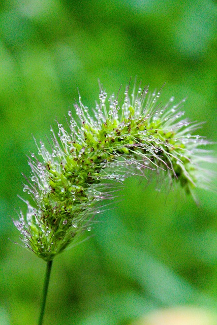 Grass Drizzle Drops - Free photo on Pixabay