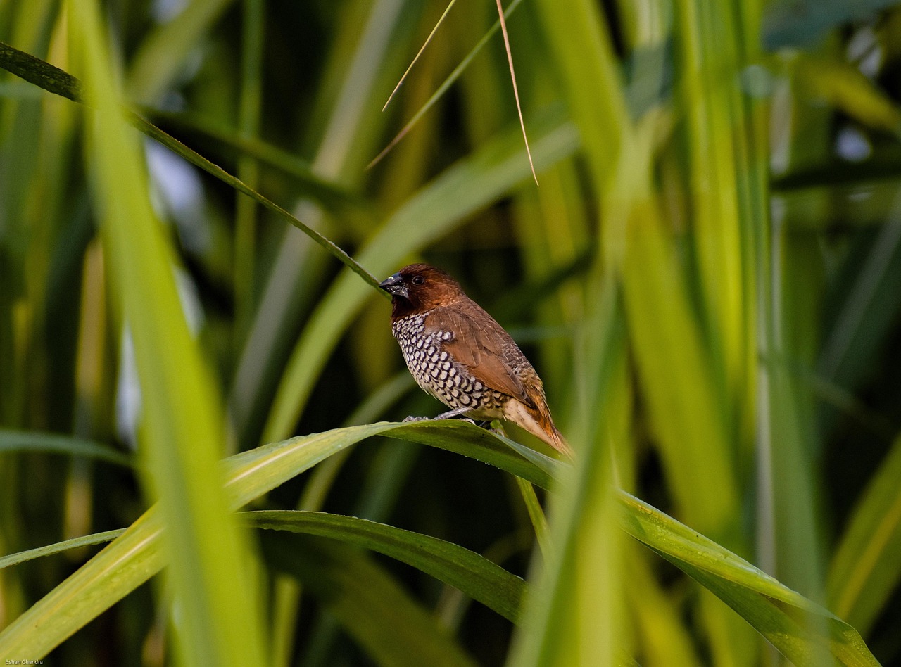 Scaly-Breasted Munia Bird Grass - Free photo on Pixabay