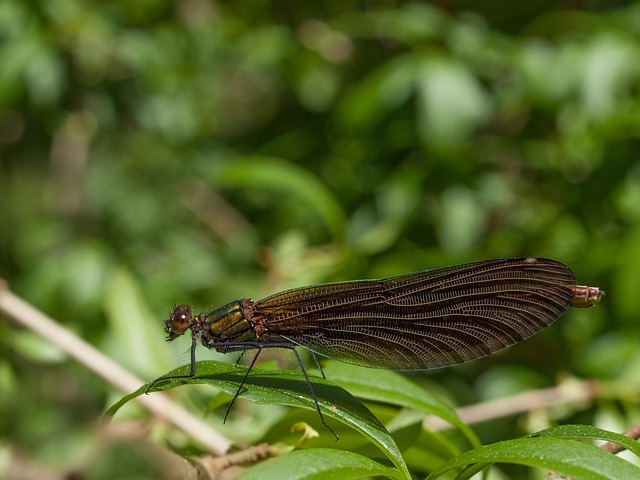 Dragon-Fly Demoiselle Insect Close - Free photo on Pixabay - Pixabay
