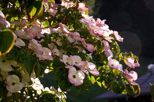 Cornouiller Fleurs Arbuste - Photo gratuite sur Pixabay - Pixabay